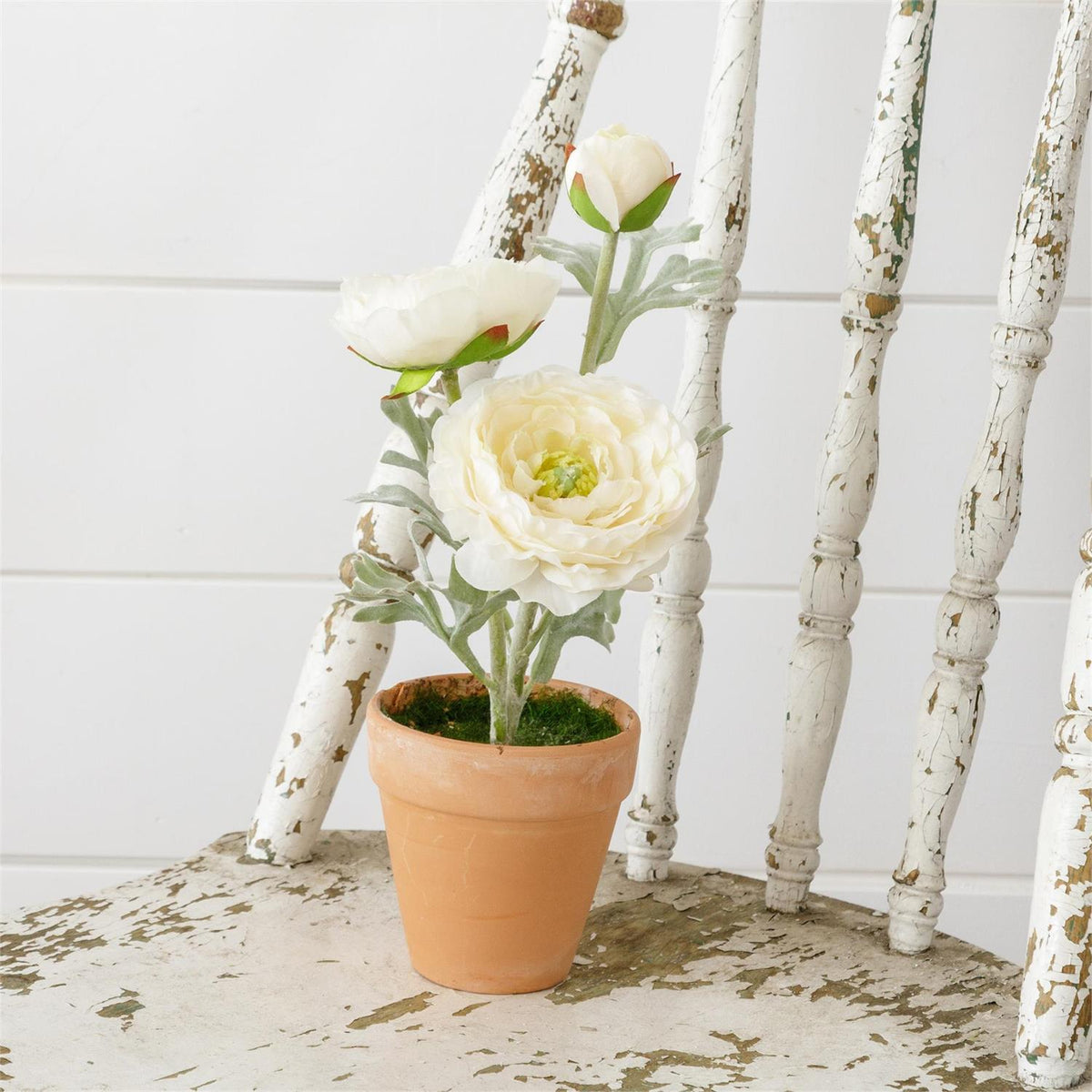 Potted Ranunculus – One Cottage Way
